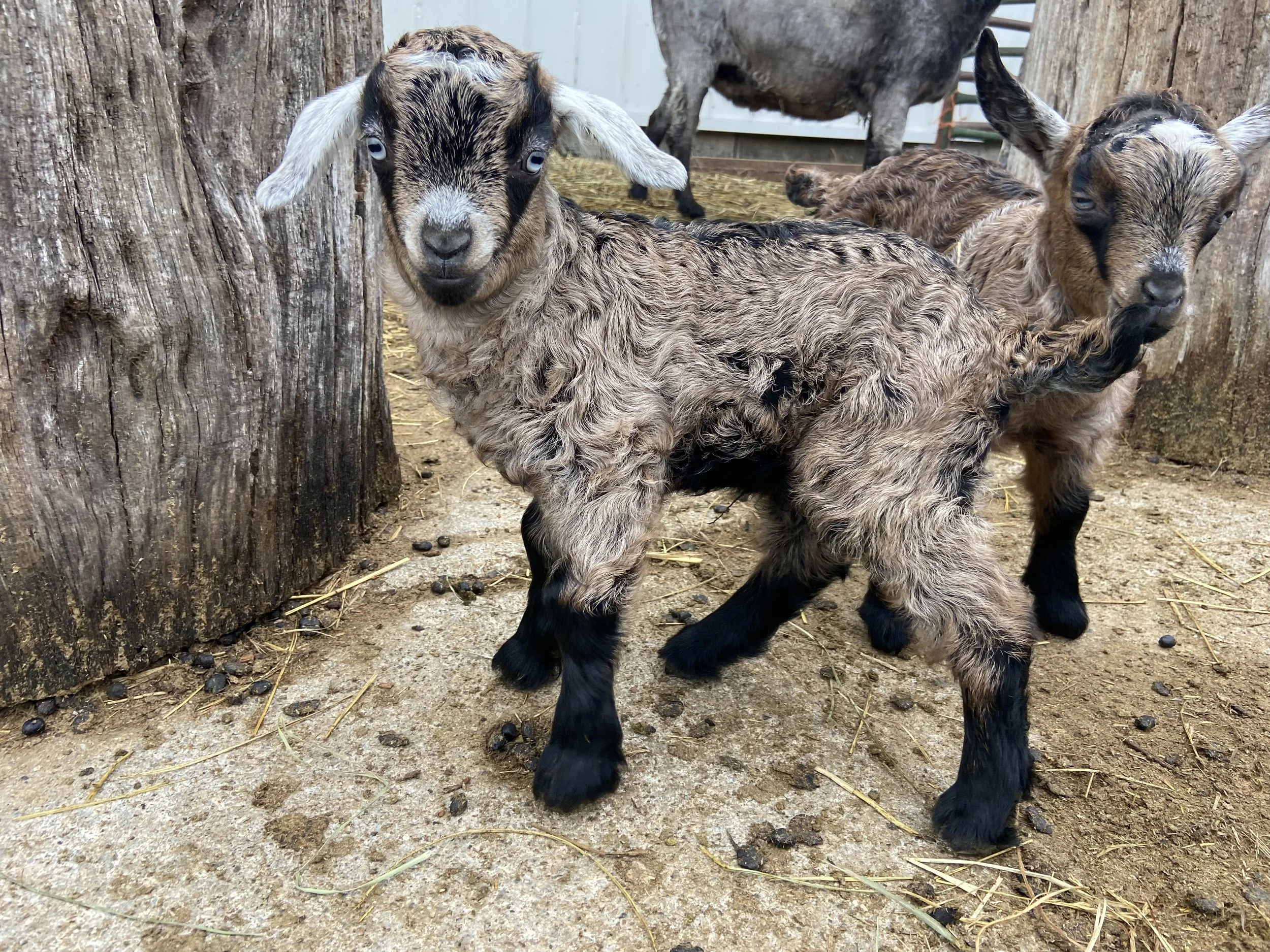 Grumpy Goat Experiment