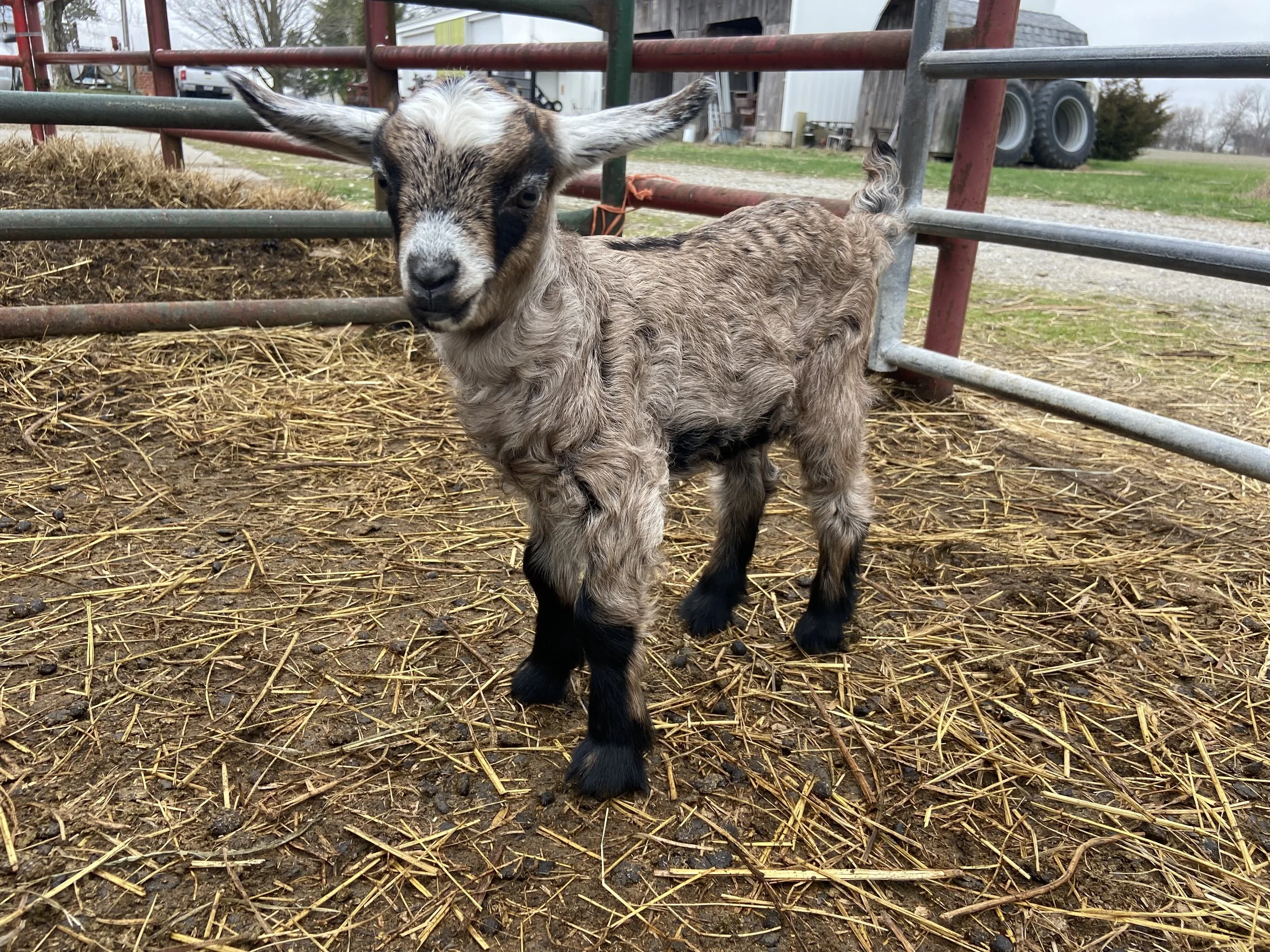 Grumpy Goat Experiment