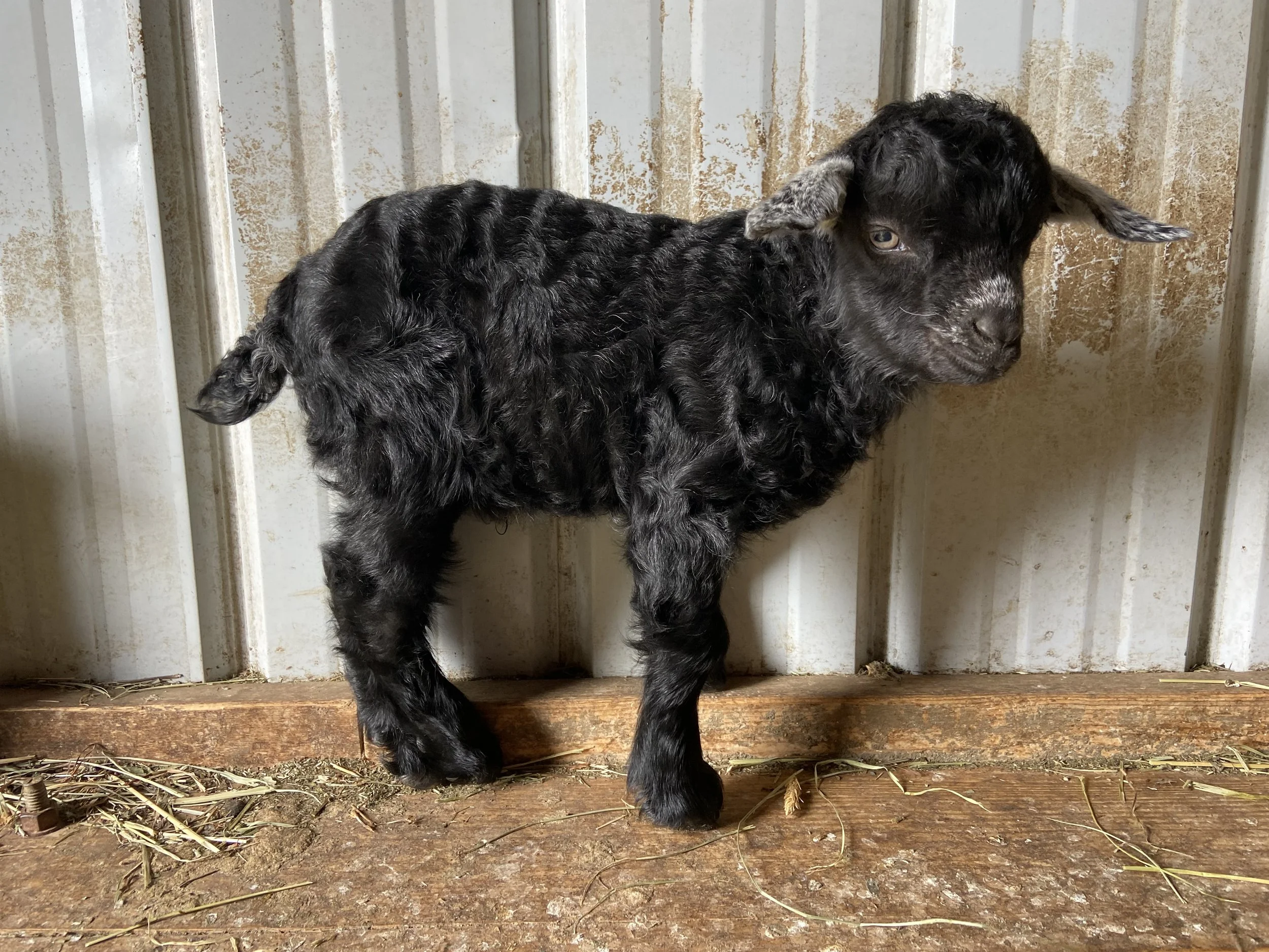 Grumpy Goat Experiment