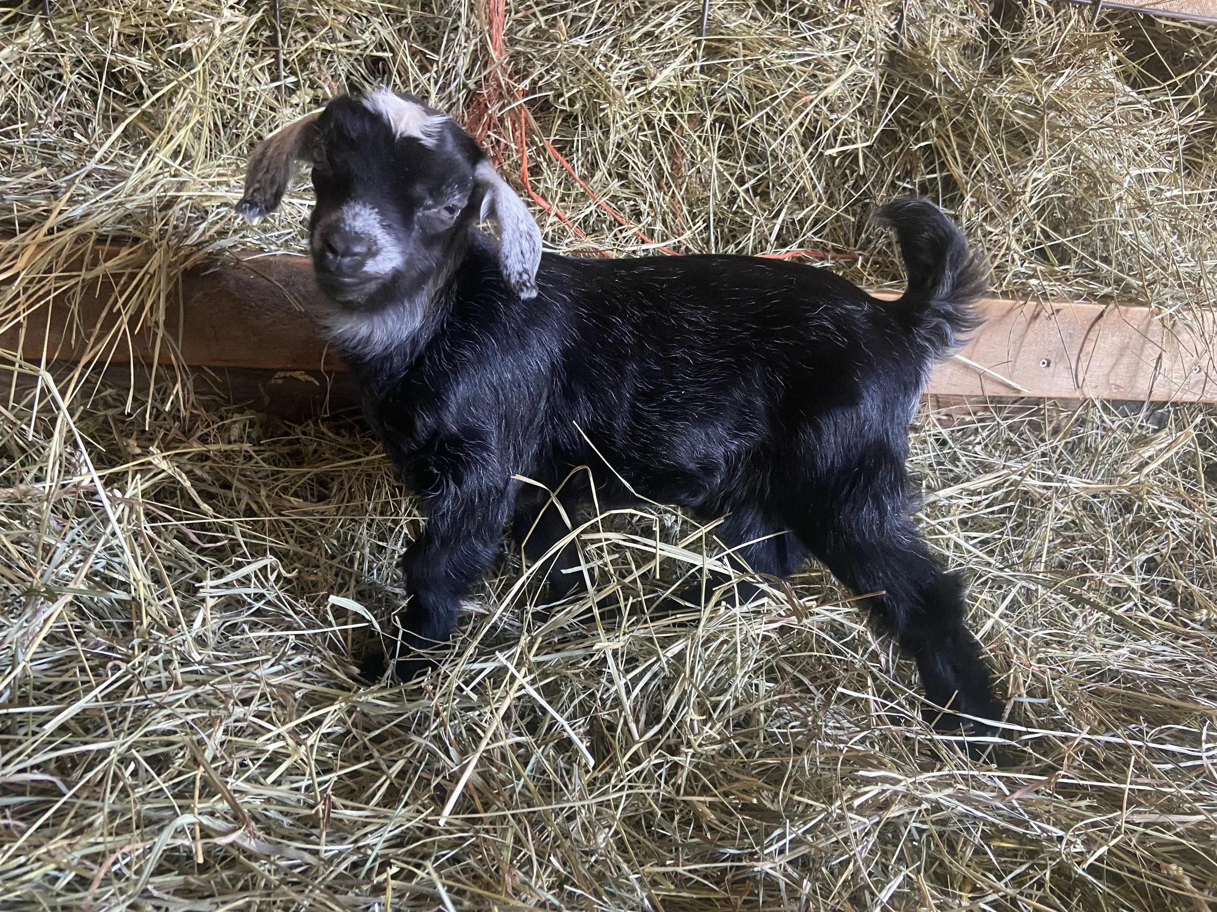 Grumpy Goat Experiment