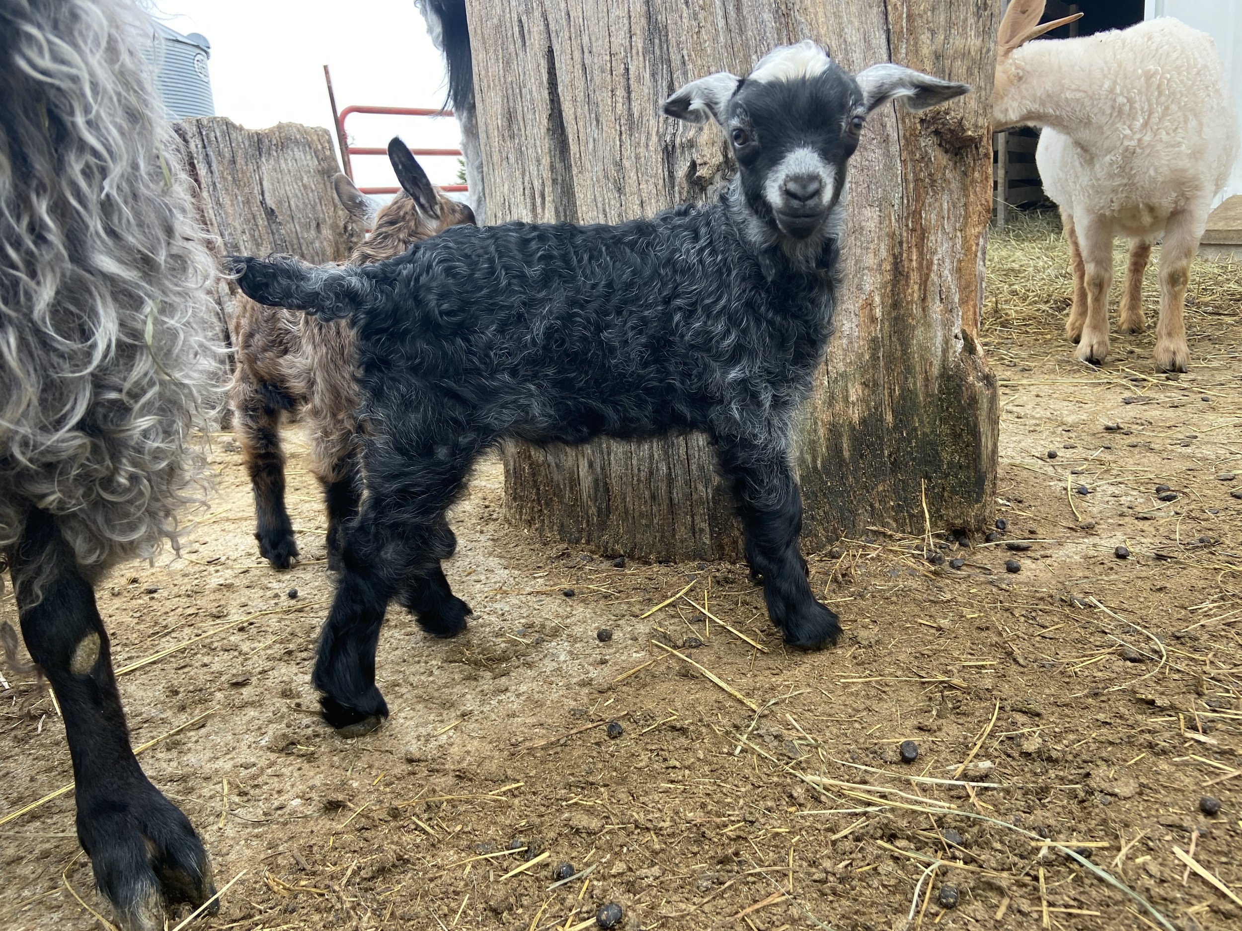 Grumpy Goat Experiment