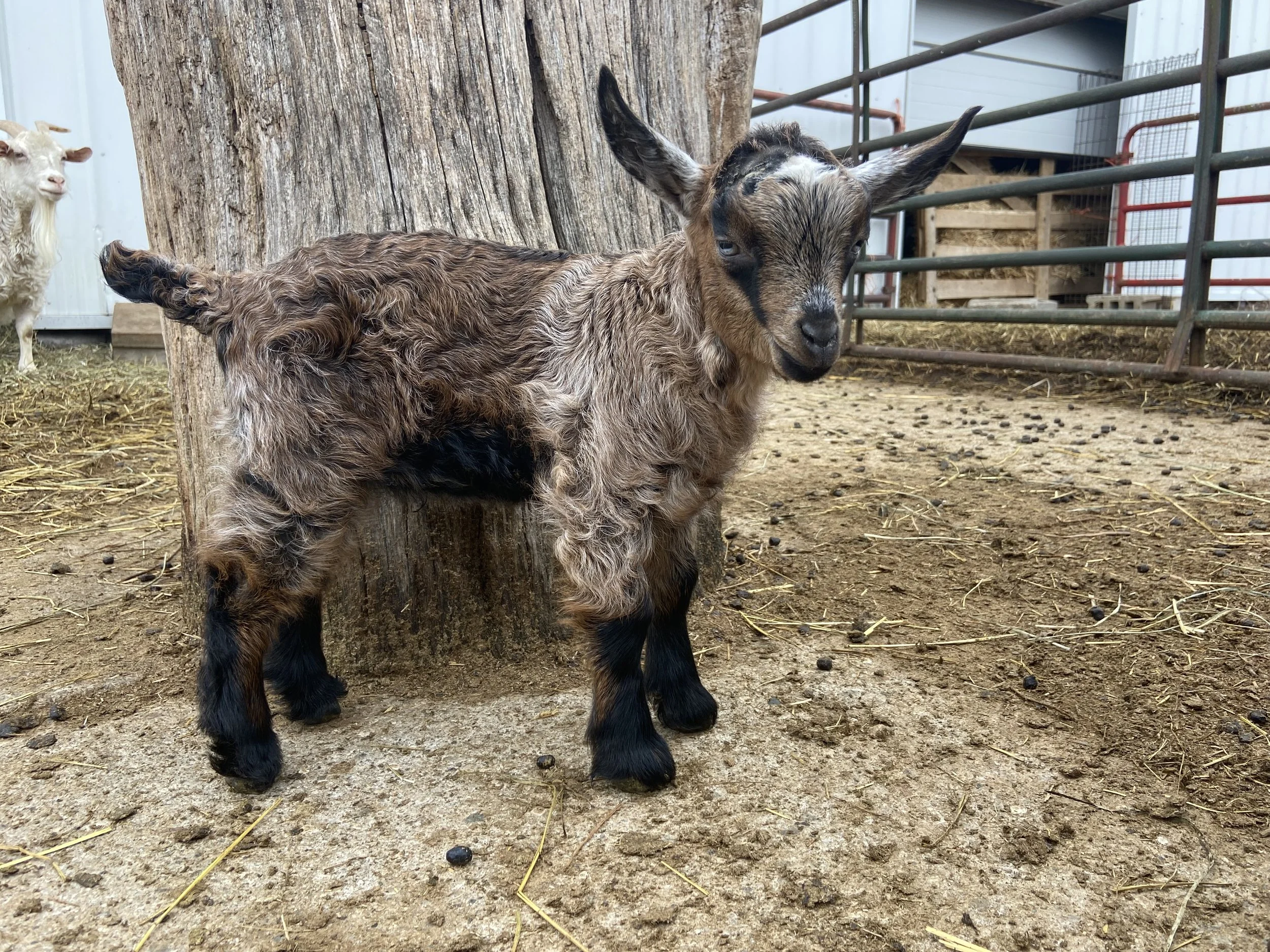 Grumpy Goat Experiment