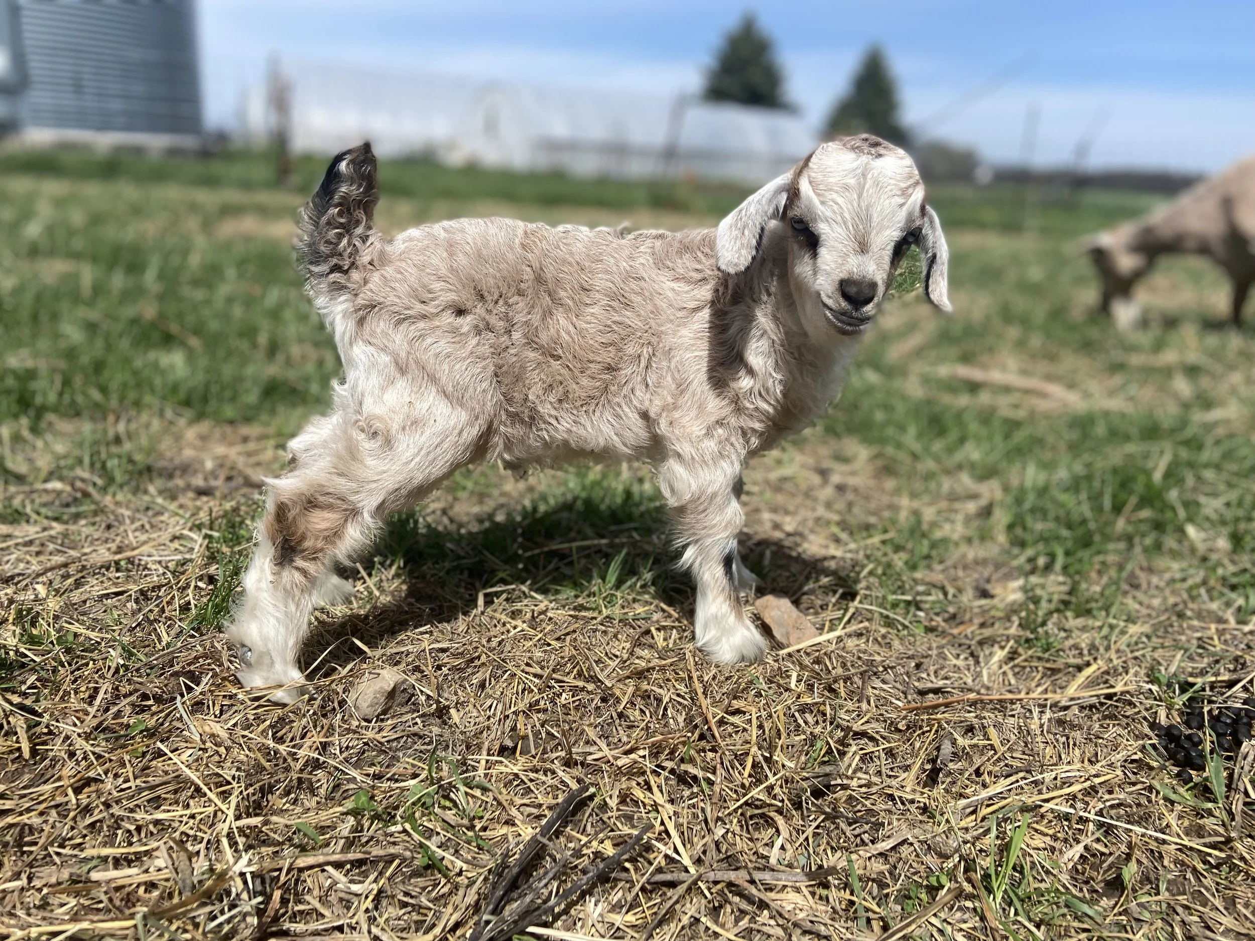 Grumpy Goat Experiment