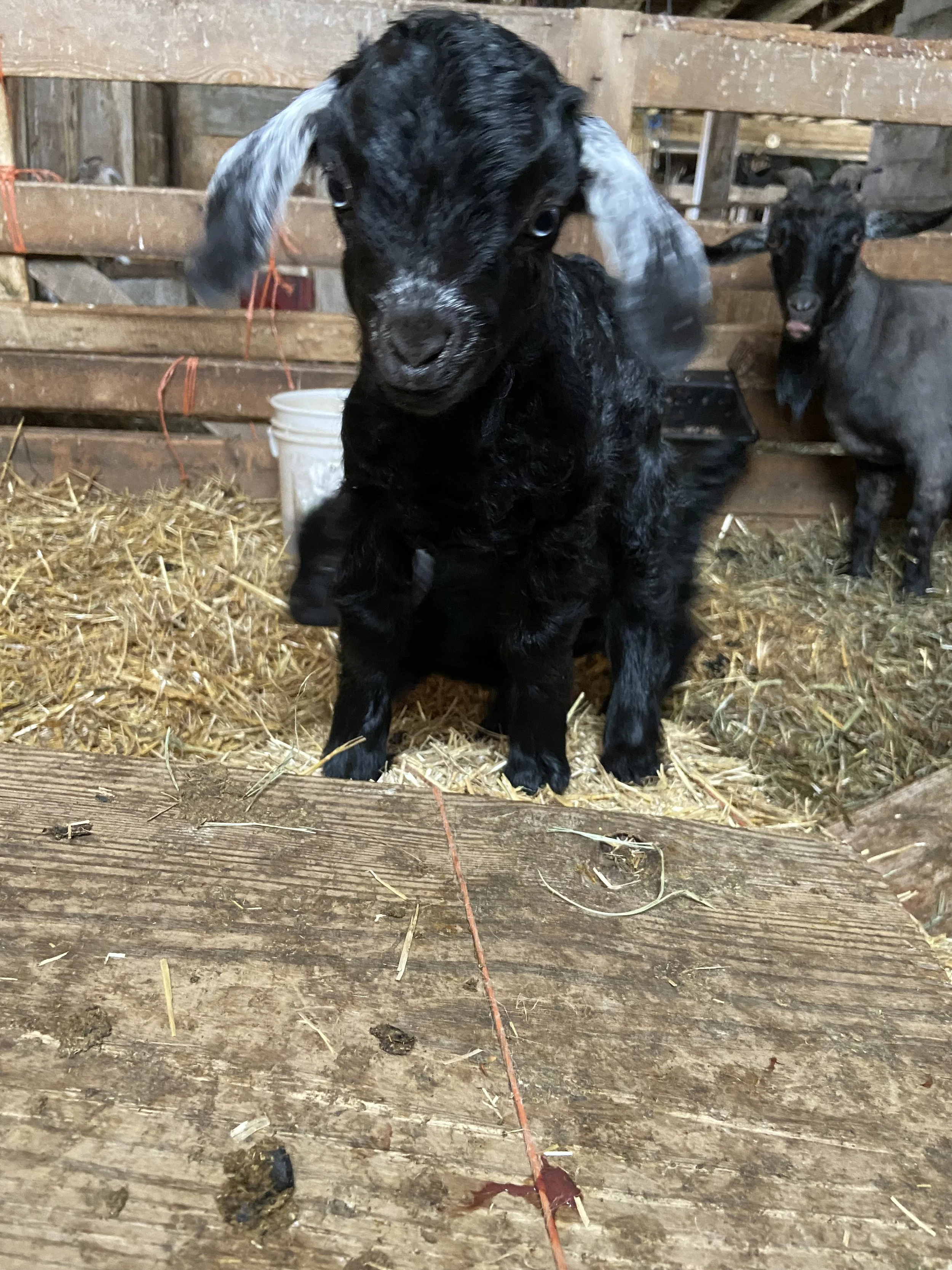 Grumpy Goat Experiment