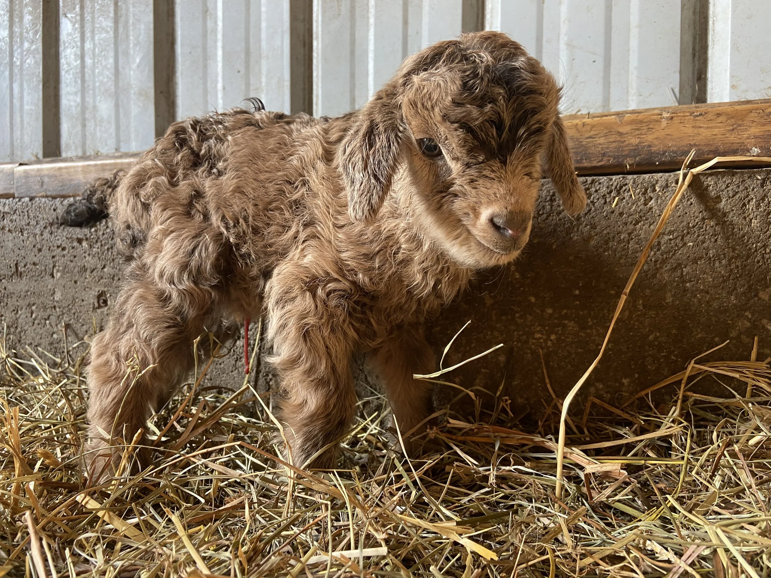 Grumpy Goat Experiment