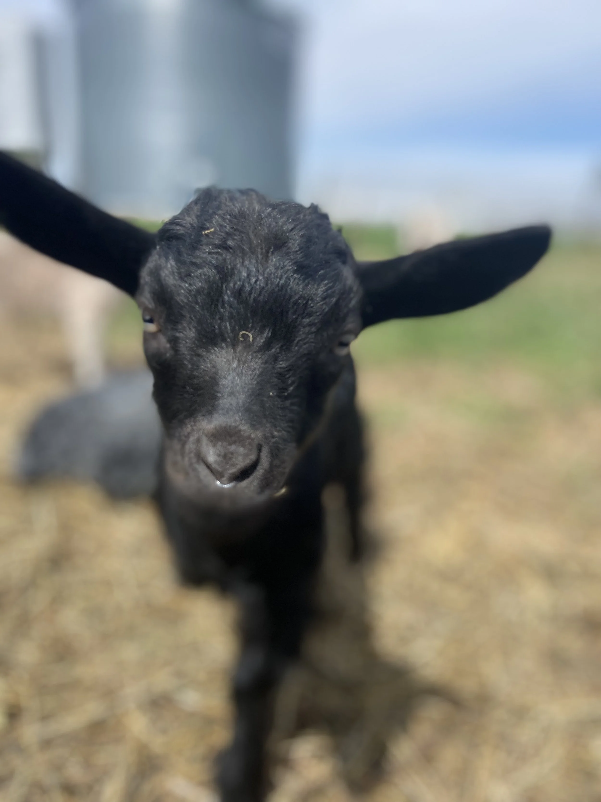 Grumpy Goat Experiment