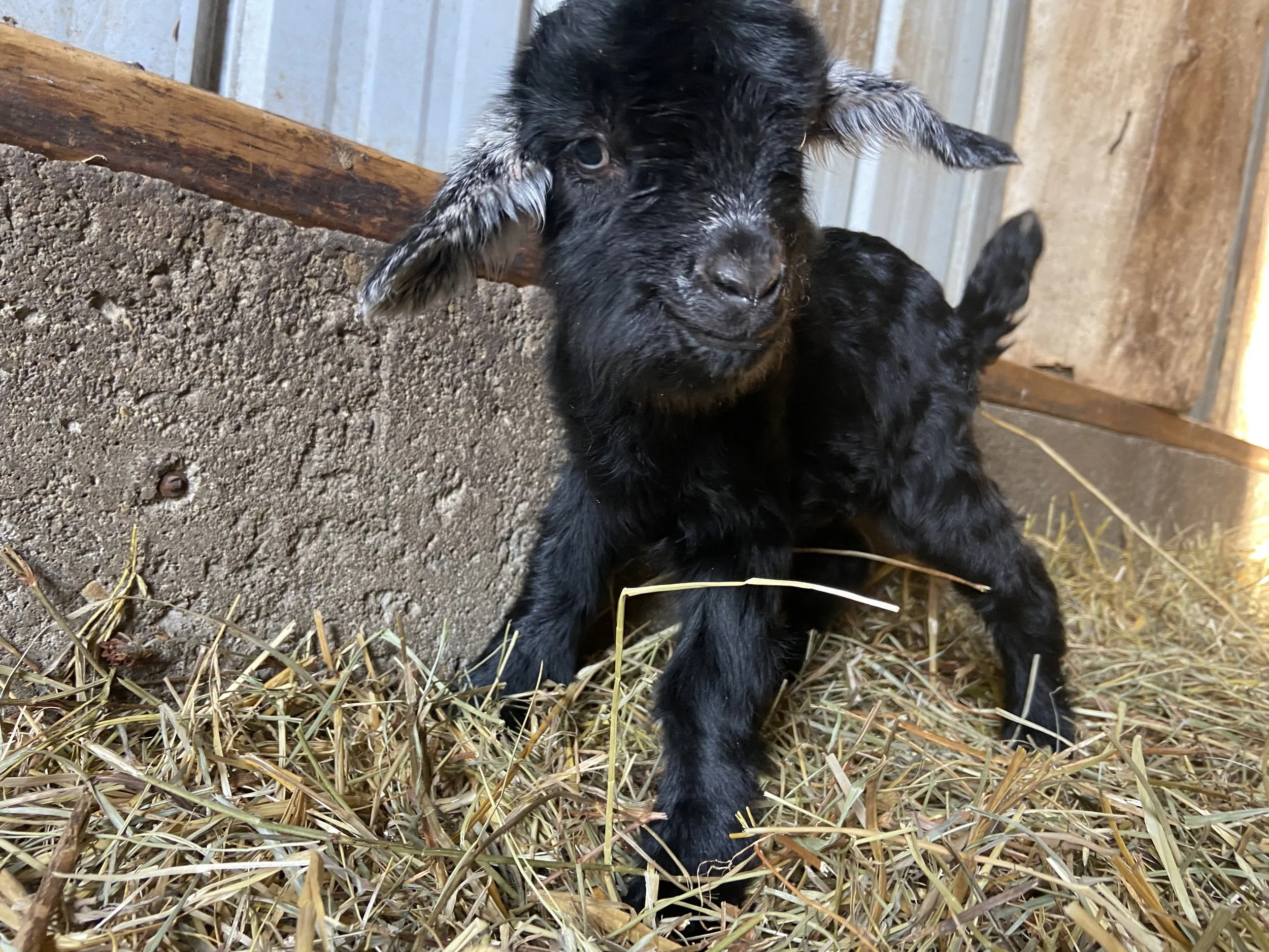 Grumpy Goat Experiment