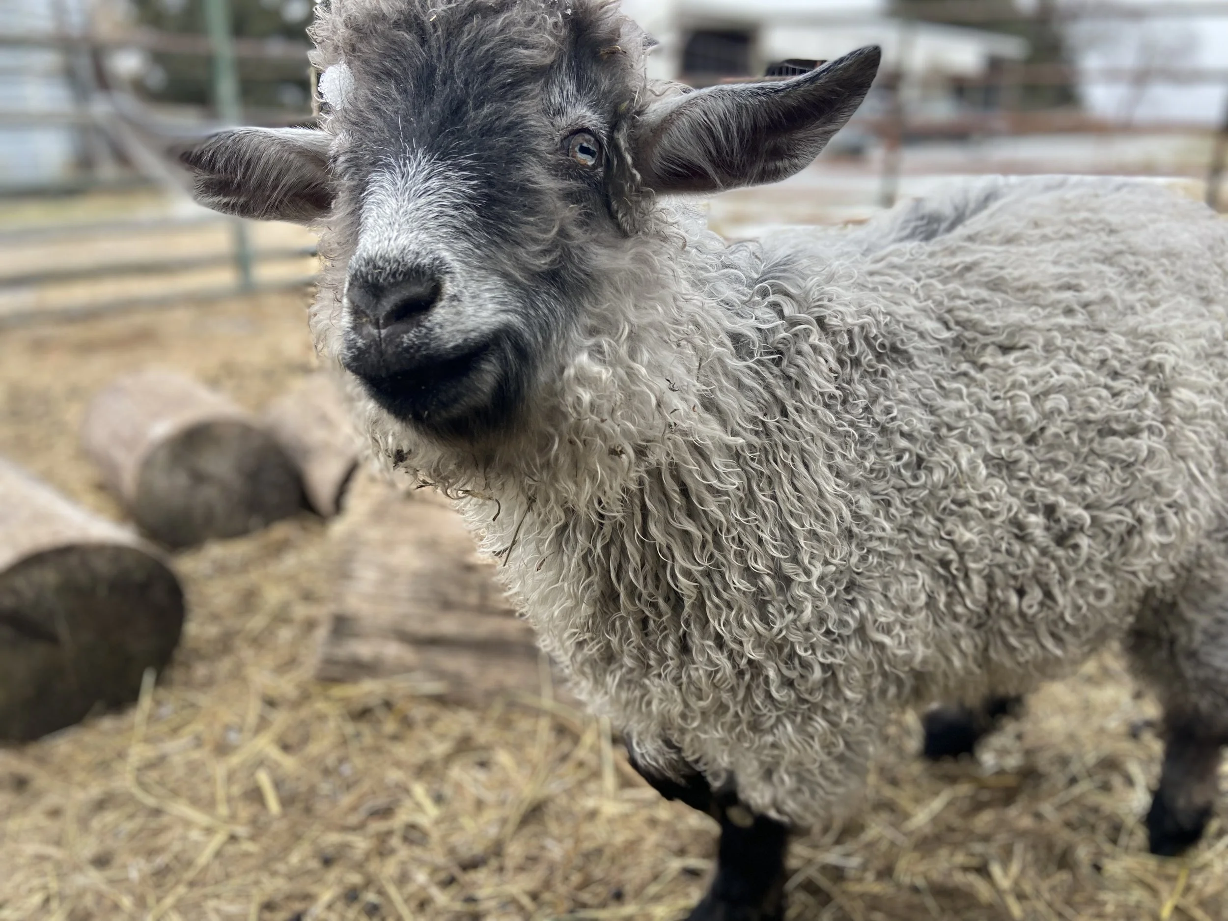 Grumpy Goat Experiment