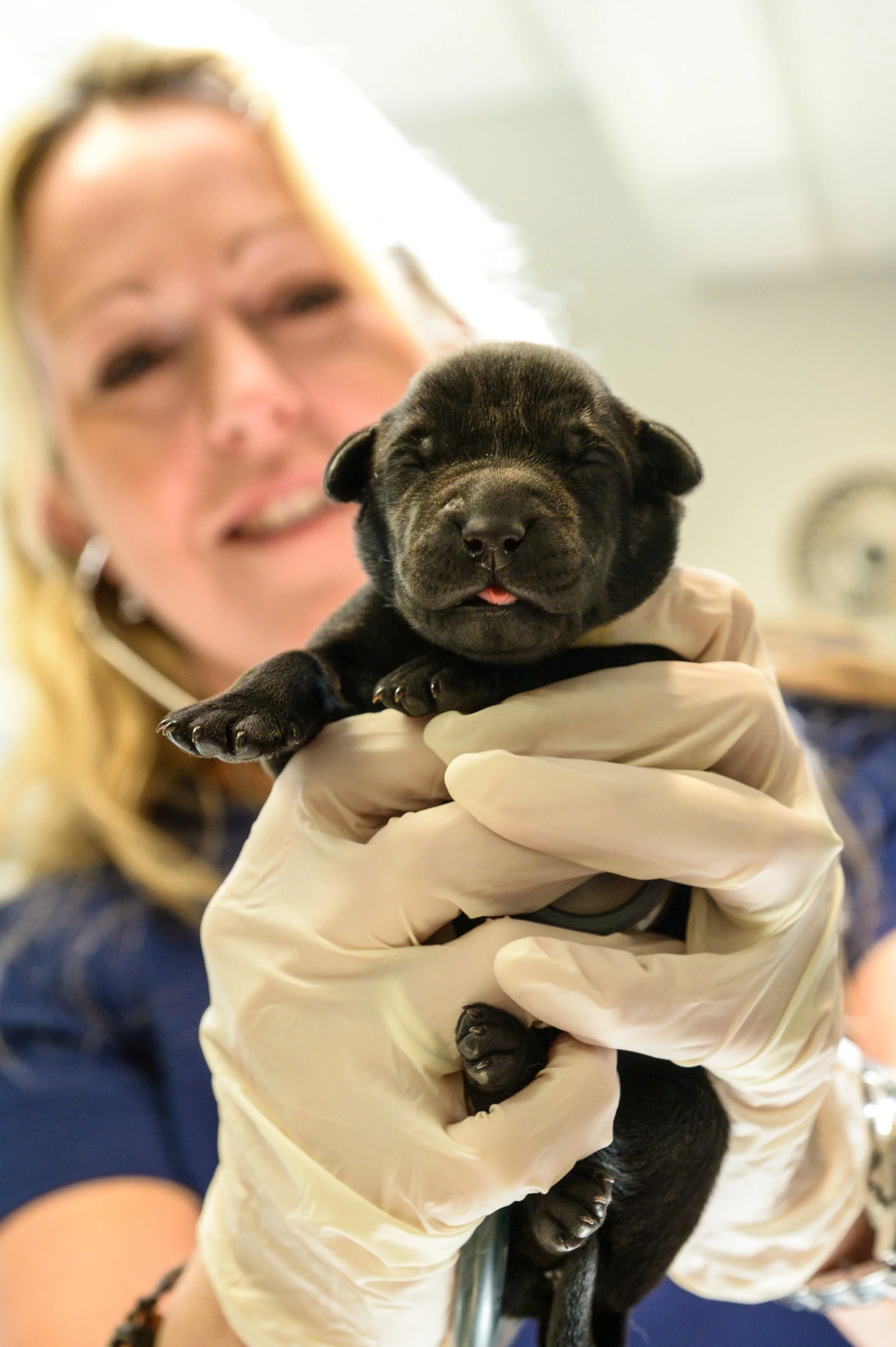 Stockton Vet Hospital