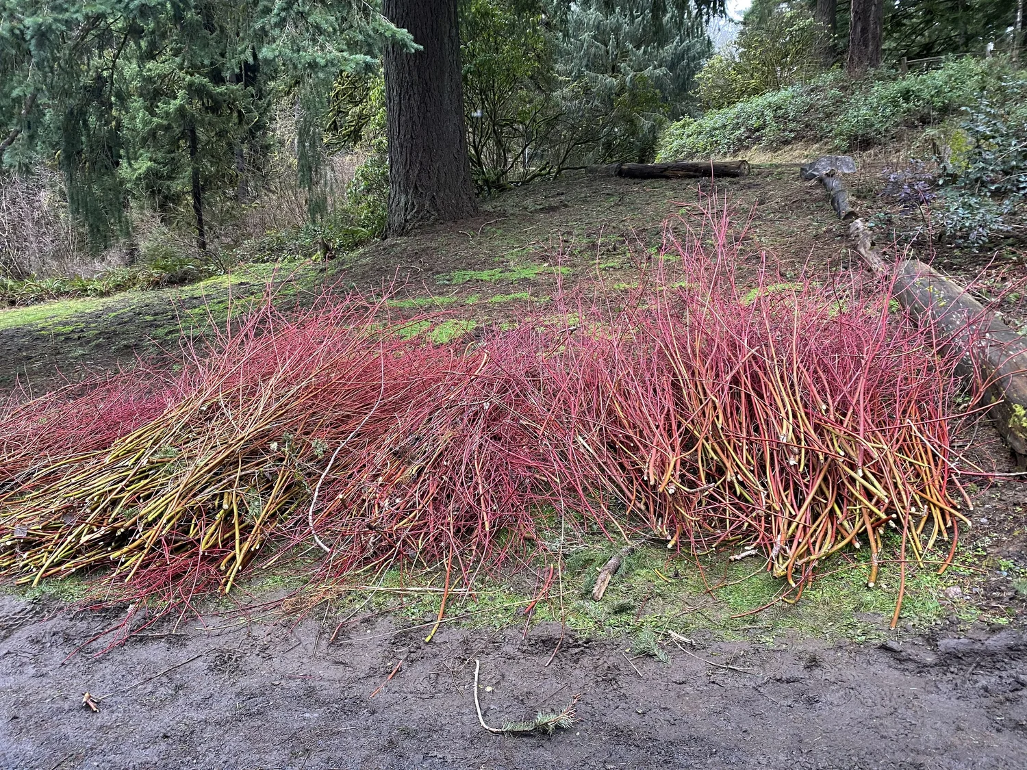Past Event: Red Osier Dogwood Gathering 2026 (Registration closed ...