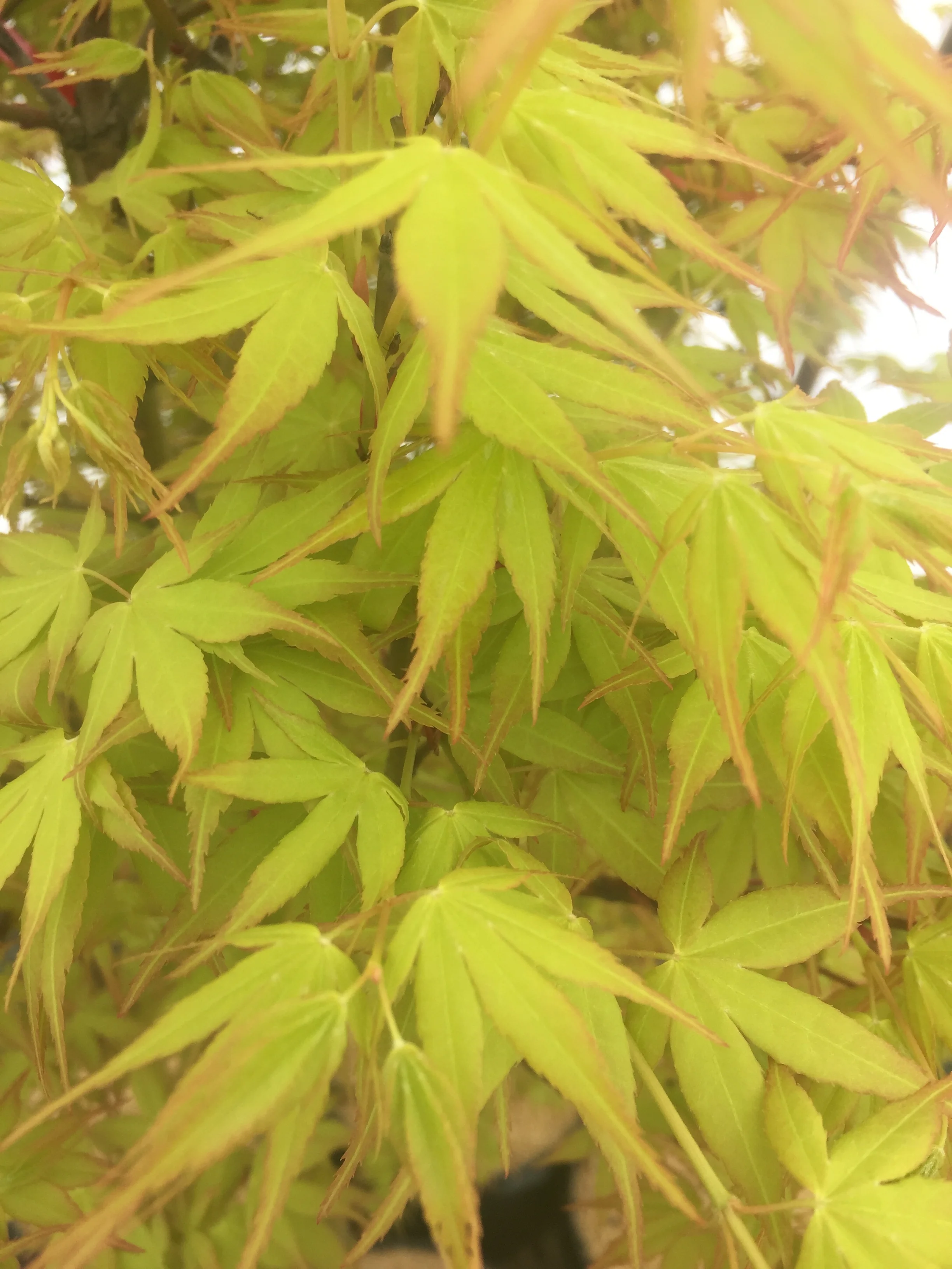 Japanese Maples — Ostrich Nursery