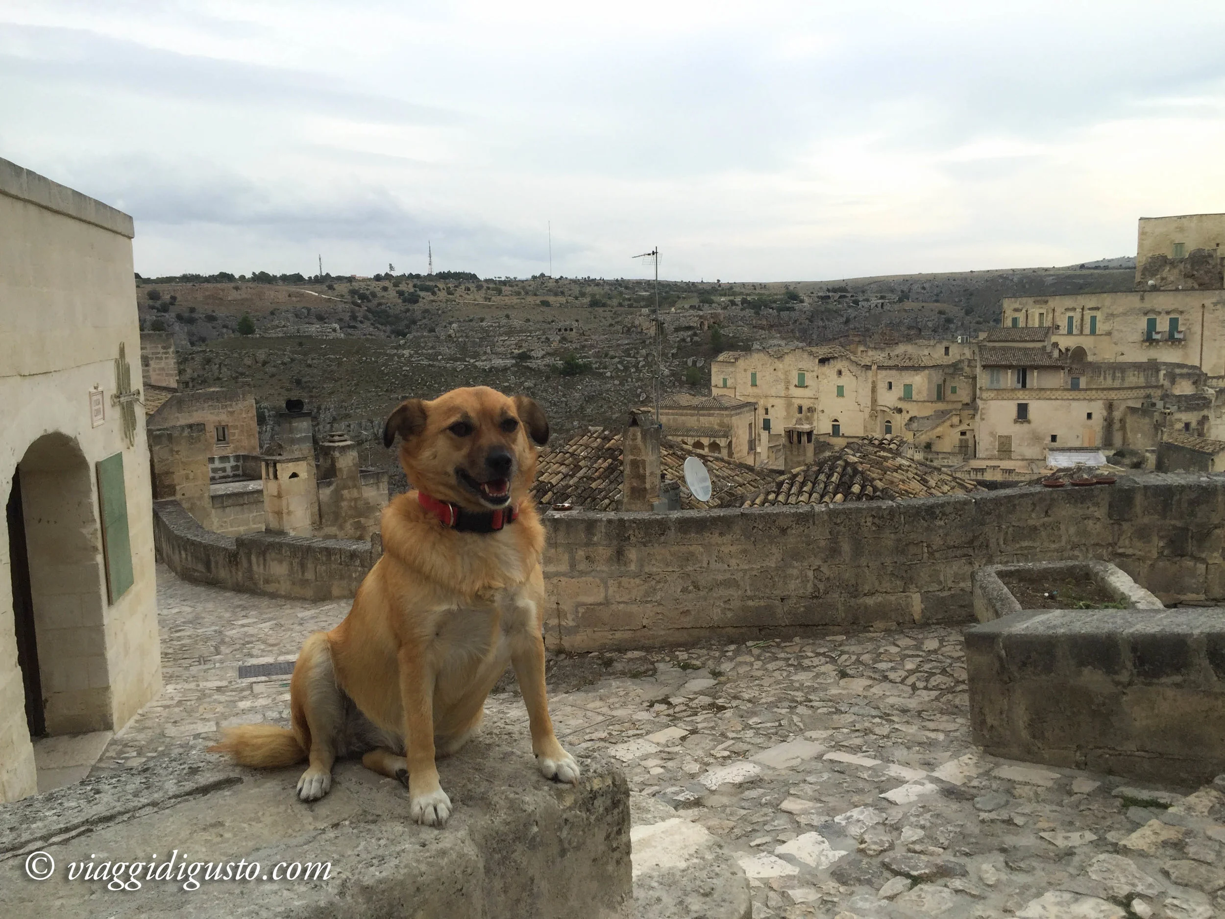 Can I Take Dogs To Italy