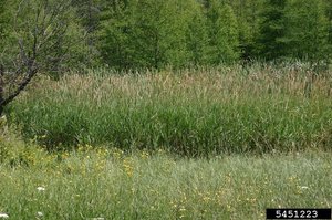 Invasive Species Digital Information Hub — Oregon Invasive Species Council