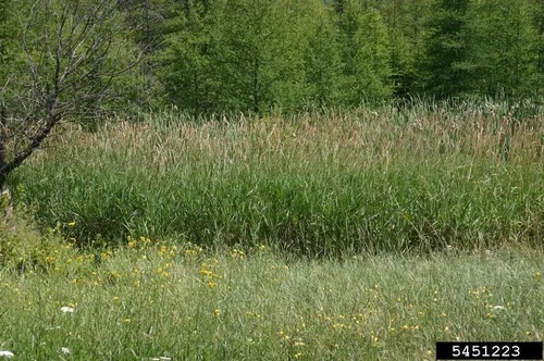 Invasive Species Digital Information Hub — Oregon Invasive Species Council