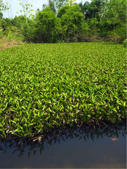 Invasive Species Awareness Week — Oregon Invasive Species Council