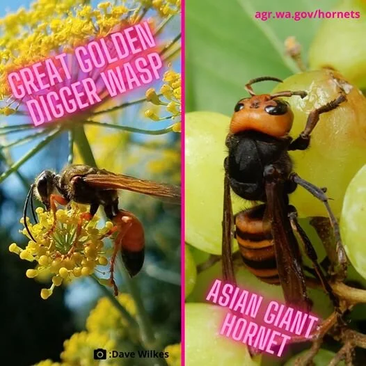 Pest Alert: Asian Giant Hornet — Oregon Invasive Species Council
