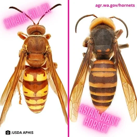 Pest Alert: Asian Giant Hornet — Oregon Invasive Species Council