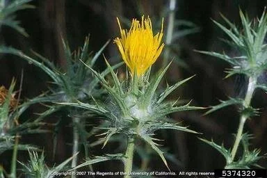 Invasive Species Digital Information Hub — Oregon Invasive Species Council