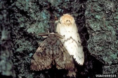 Invasive Species Digital Information Hub — Oregon Invasive Species Council