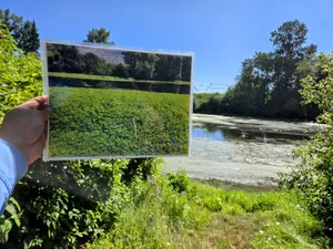 Oregon Invasive Species Council