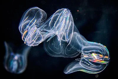 Invasive Species Digital Information Hub — Oregon Invasive Species Council