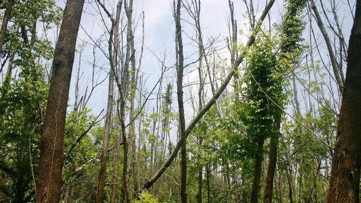 OISC Summer Summit — Oregon Invasive Species Council