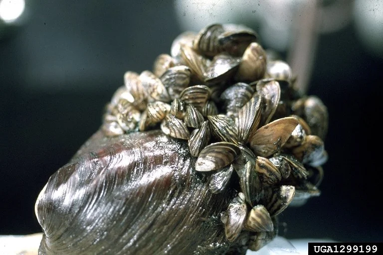Invasive Species Digital Information Hub — Oregon Invasive Species Council