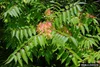 Invasive Species Digital Information Hub — Oregon Invasive Species Council