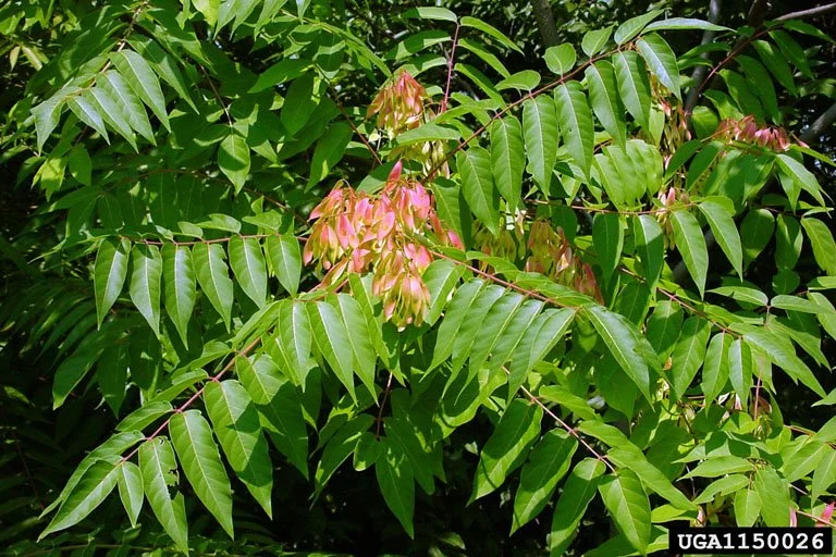 Invasive Species Digital Information Hub — Oregon Invasive Species Council