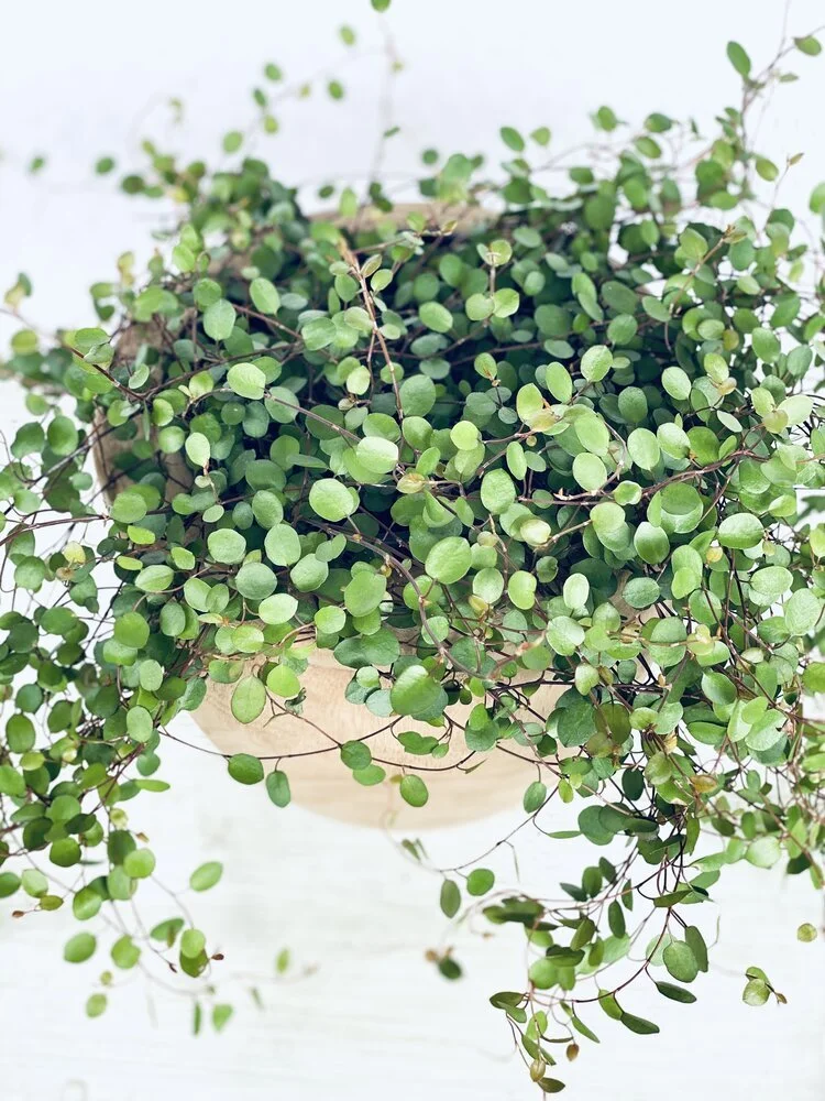 LILIA Flower Boutique