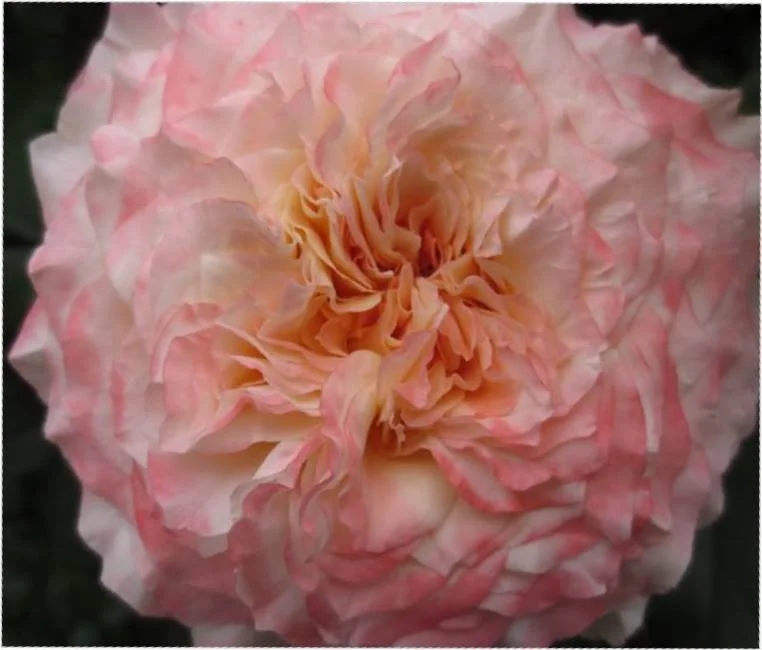 Allyson — Eufloria Flowers