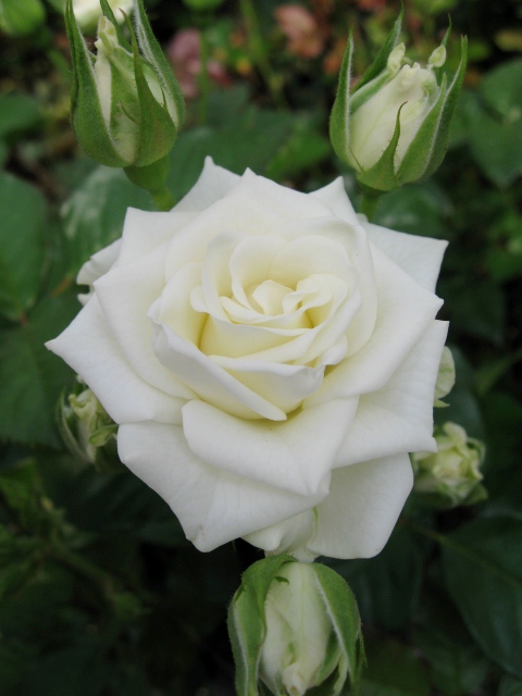 Jeanine — Eufloria Flowers