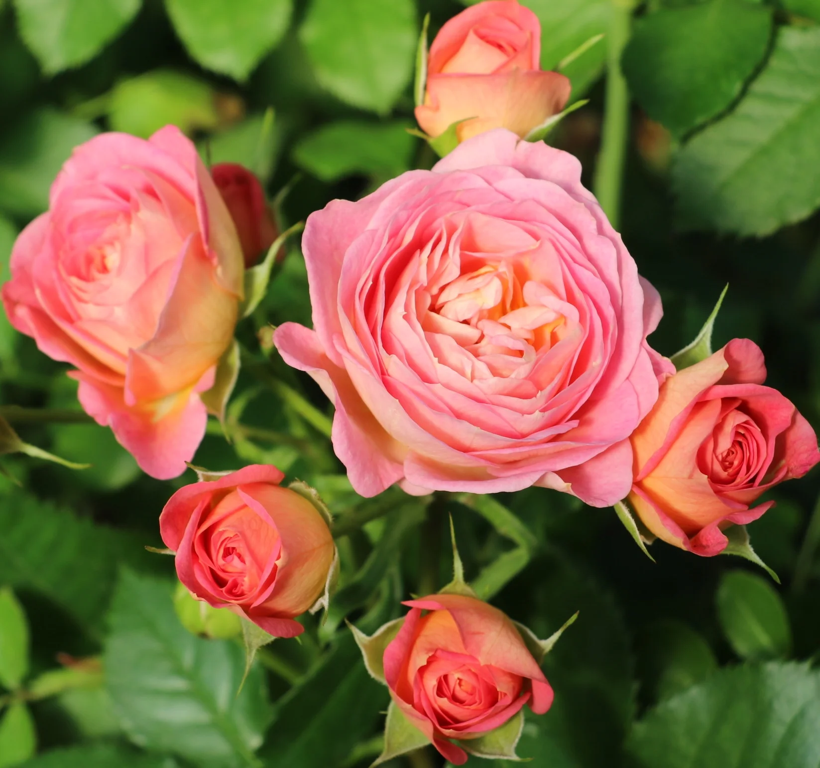 Pink Parasol — Eufloria Flowers