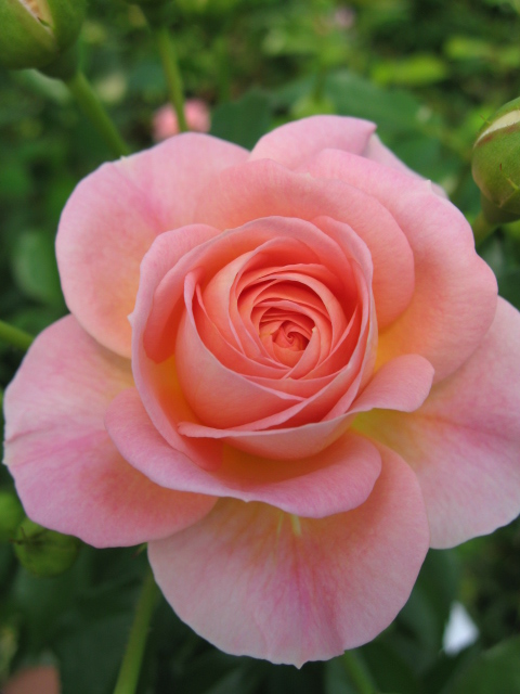 Pink Parasol — Eufloria Flowers