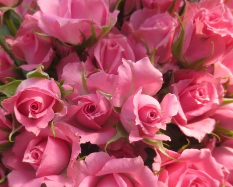 Astral — Eufloria Flowers