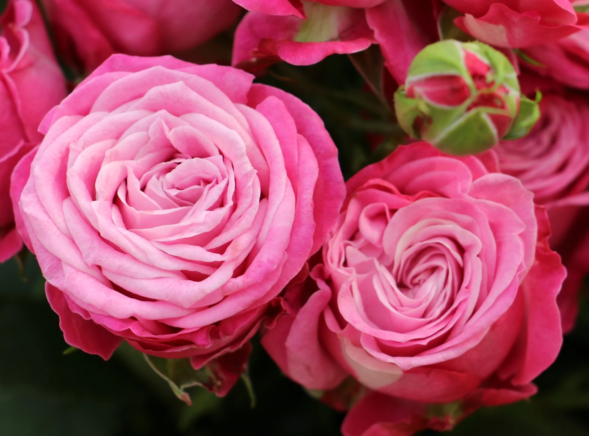 Lady Bombastic — Eufloria Flowers