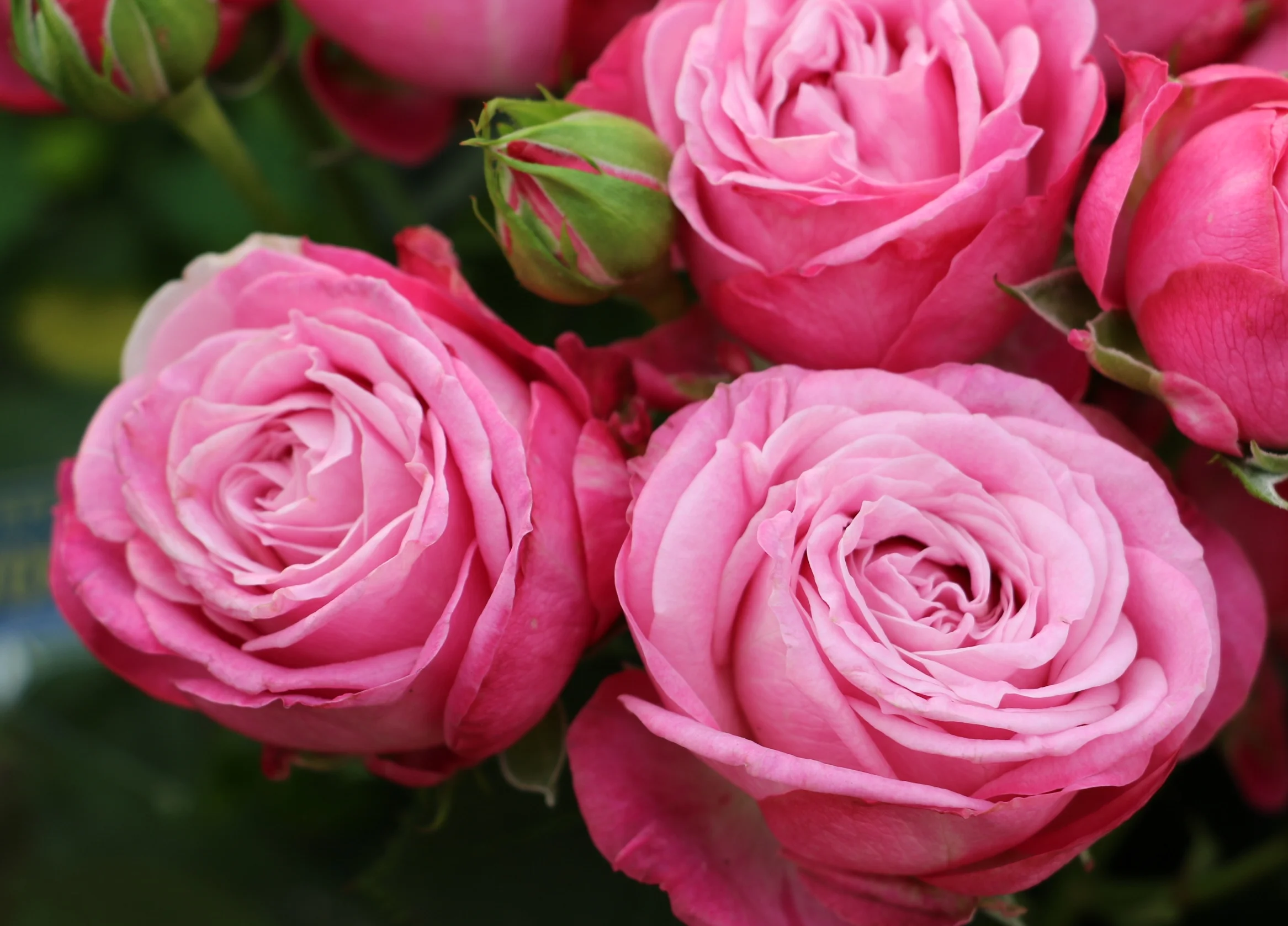 Lady Bombastic — Eufloria Flowers