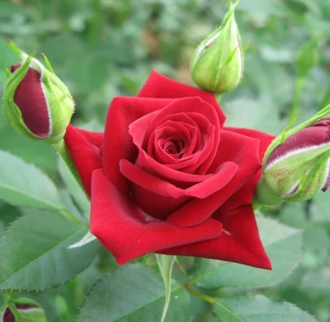 Mirabel — Eufloria Flowers