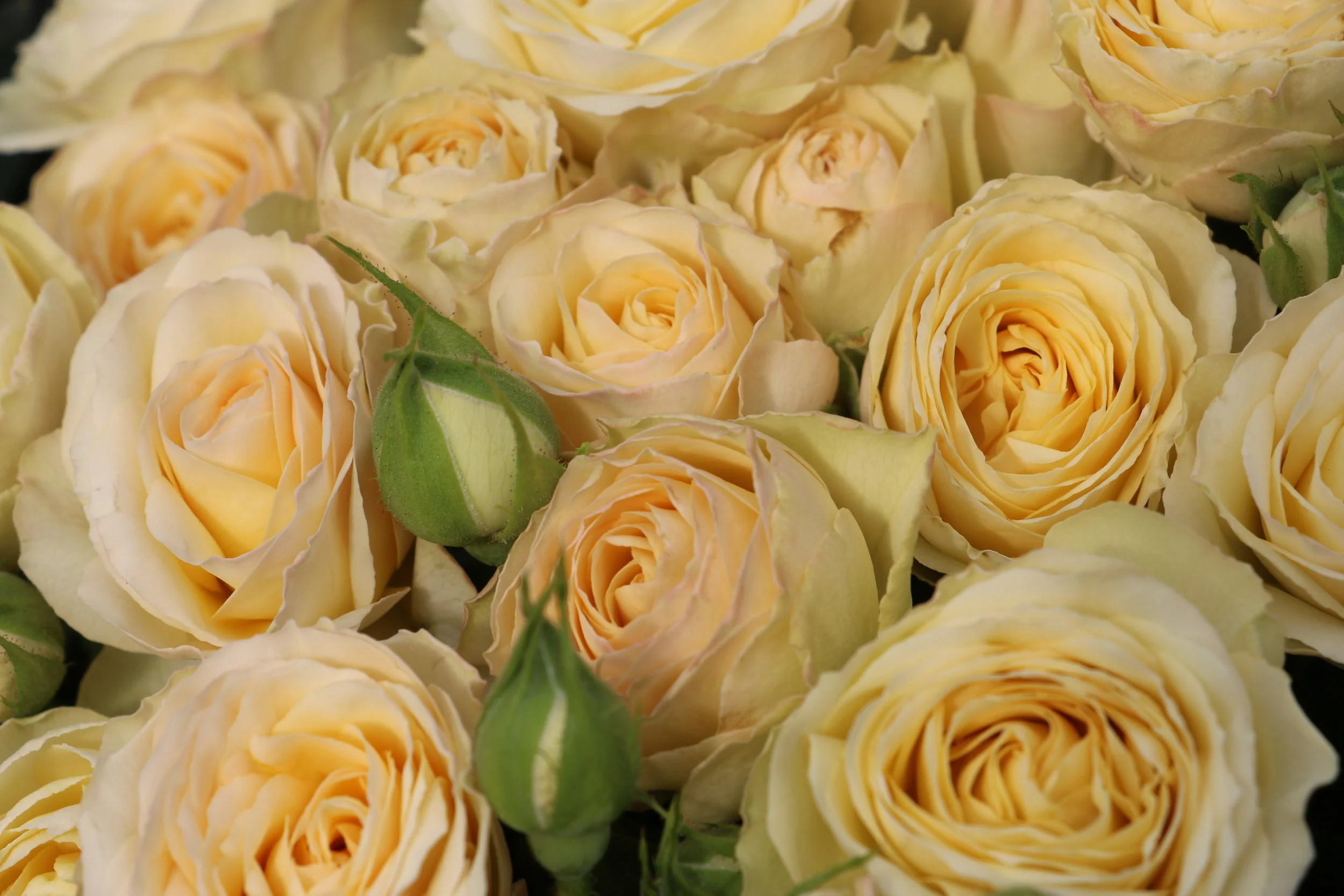 Citrine Gem — Eufloria Flowers