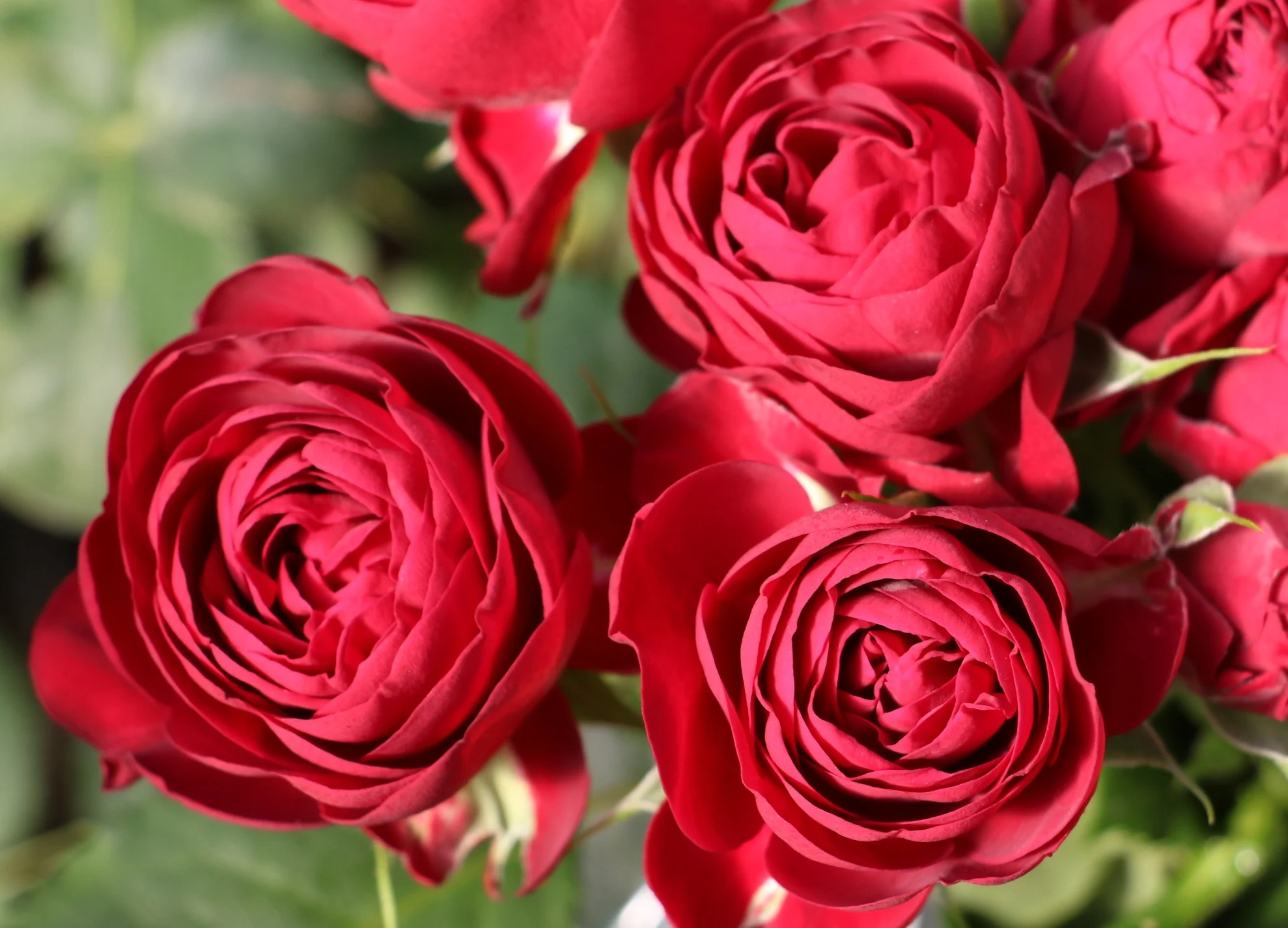 Garnet Gem — Eufloria Flowers