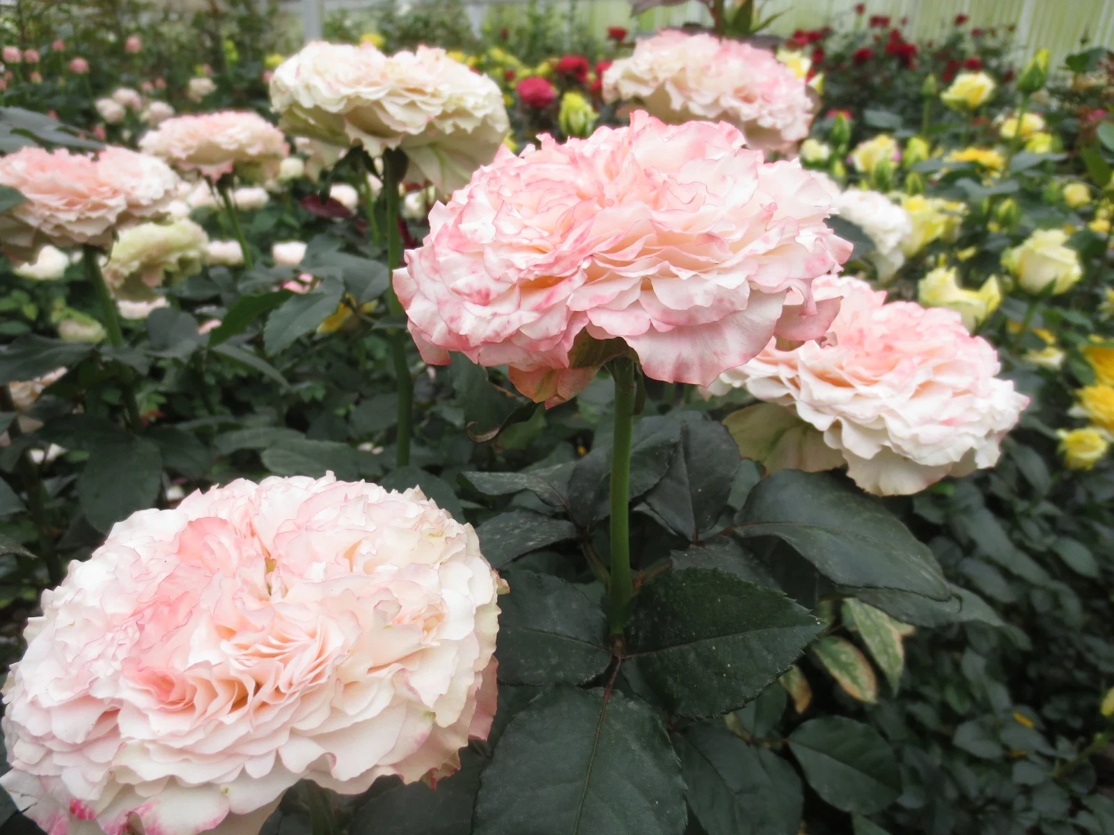 Allyson — Eufloria Flowers