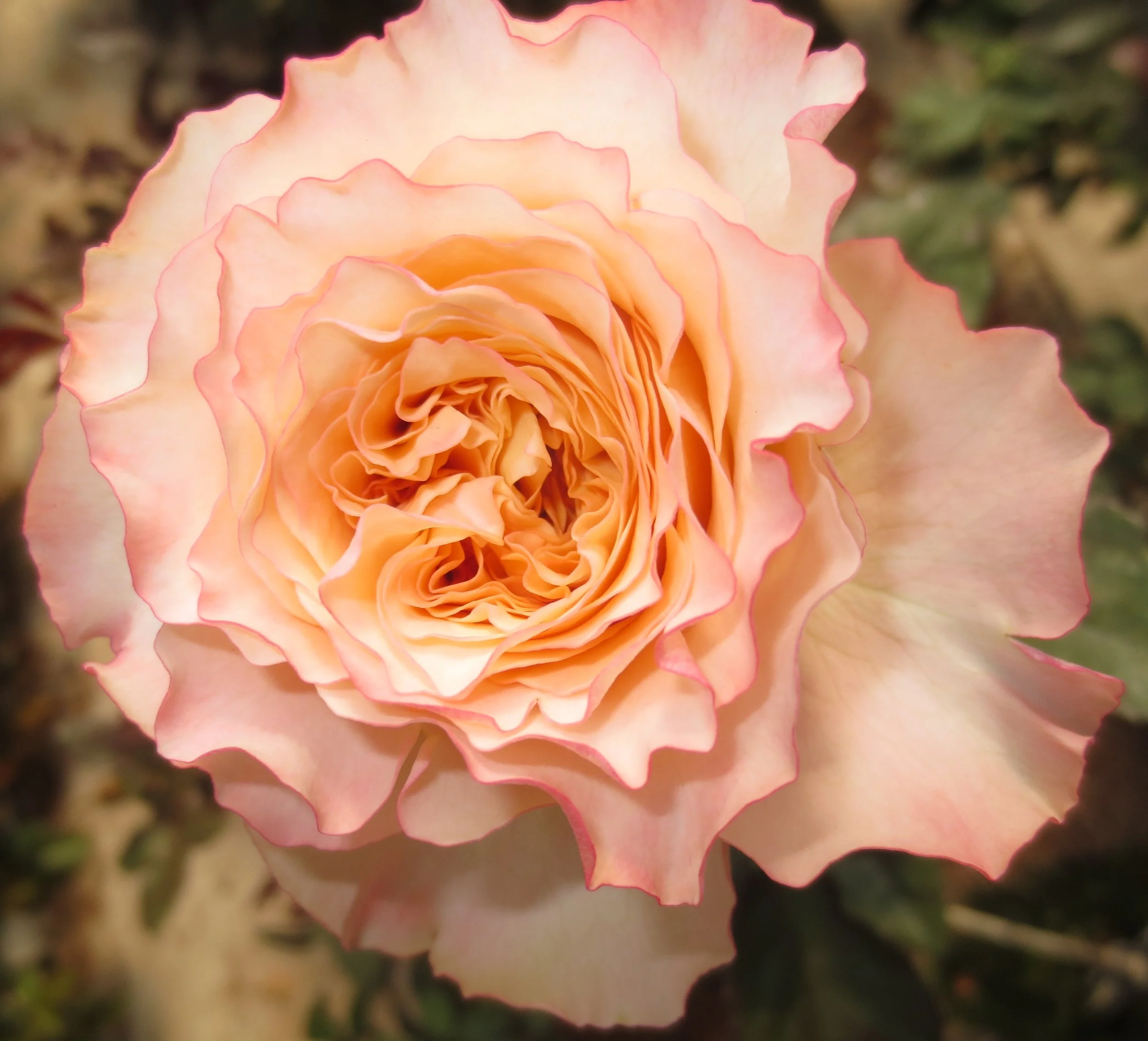 Allyson — Eufloria Flowers