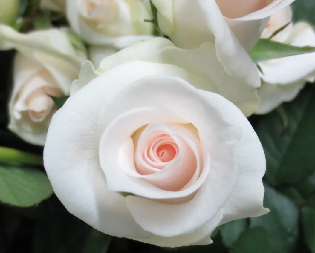 Products — Eufloria Flowers