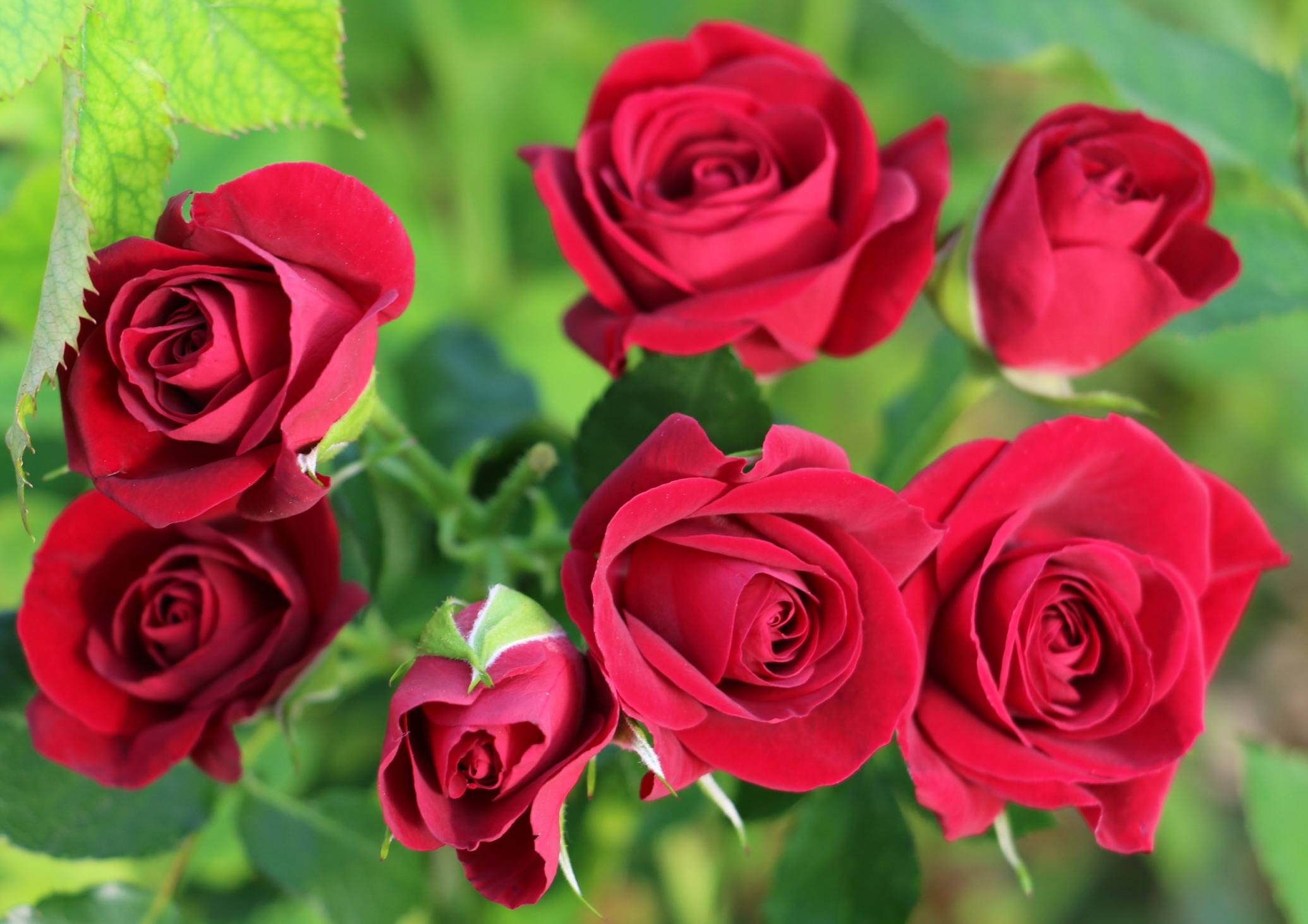 Rubicon — Eufloria Flowers