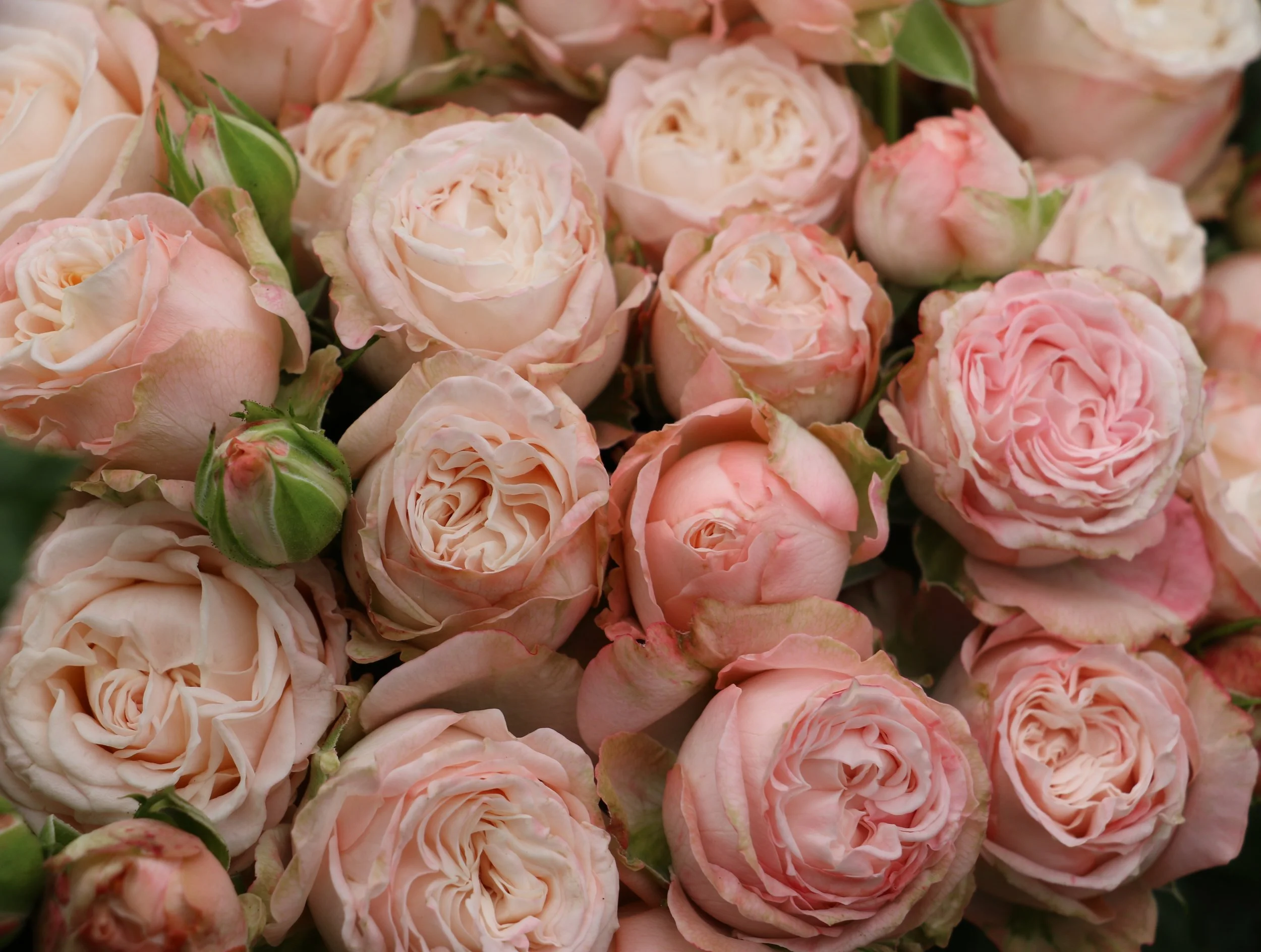 Bombastic — Eufloria Flowers