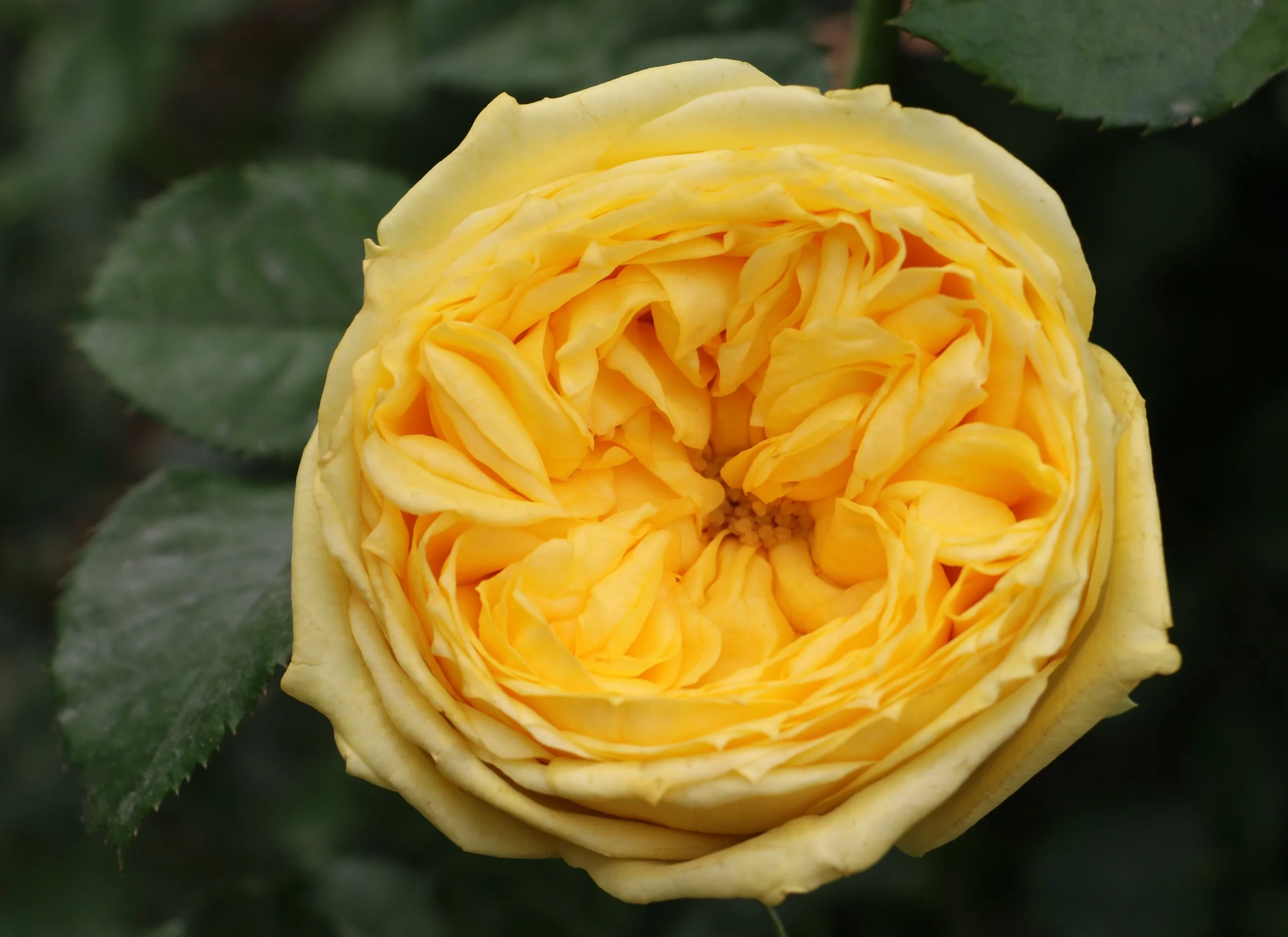 Catalina — Eufloria Flowers