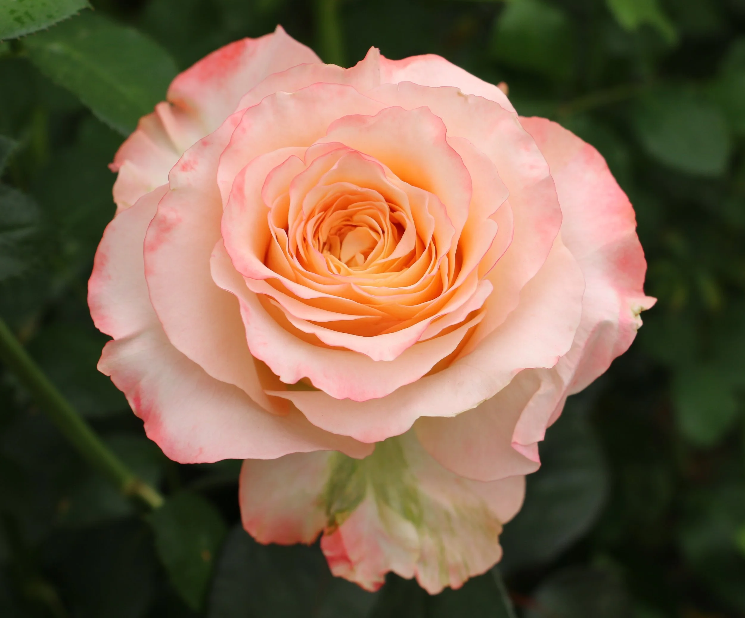 Allyson — Eufloria Flowers