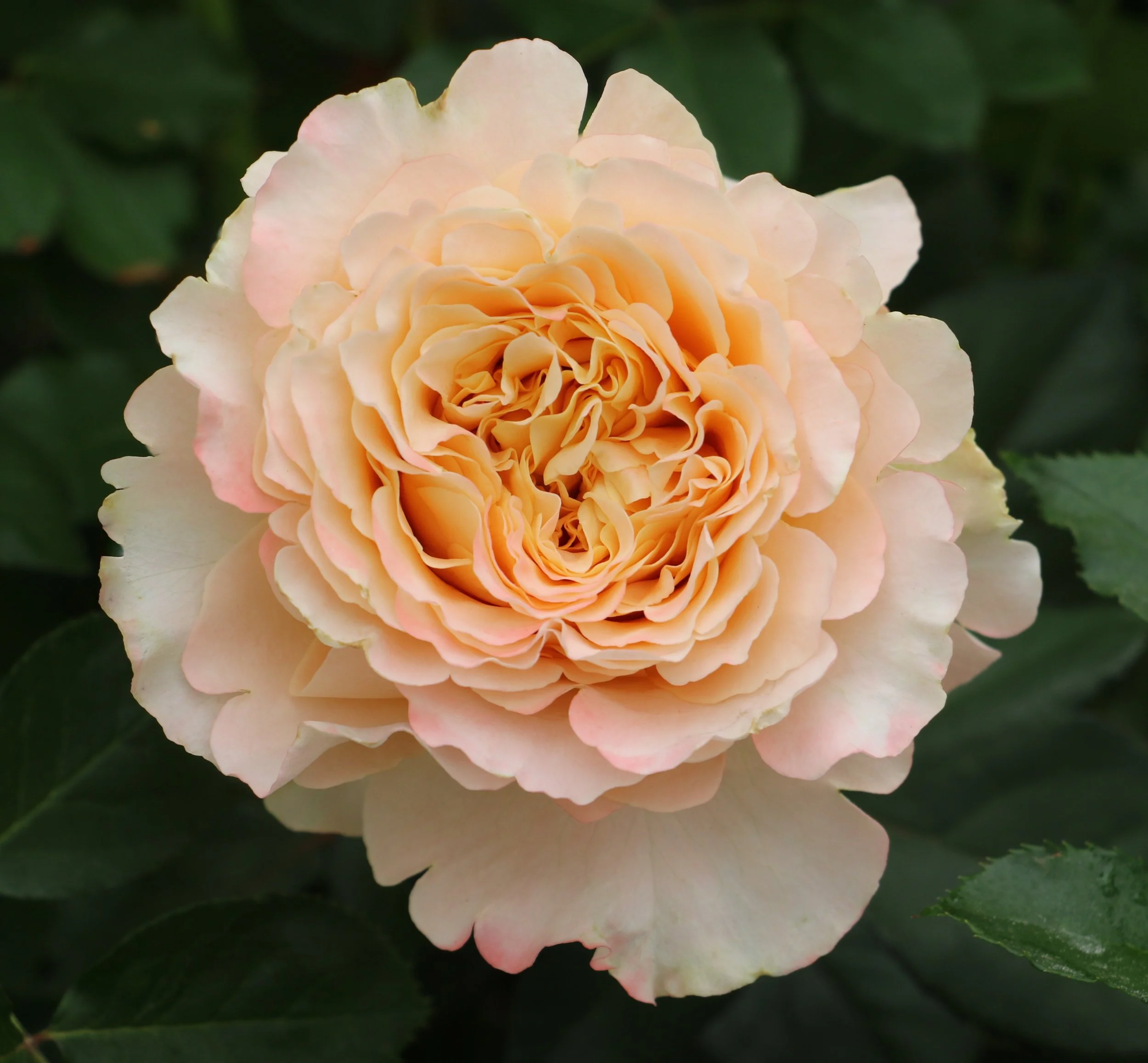 Allyson — Eufloria Flowers