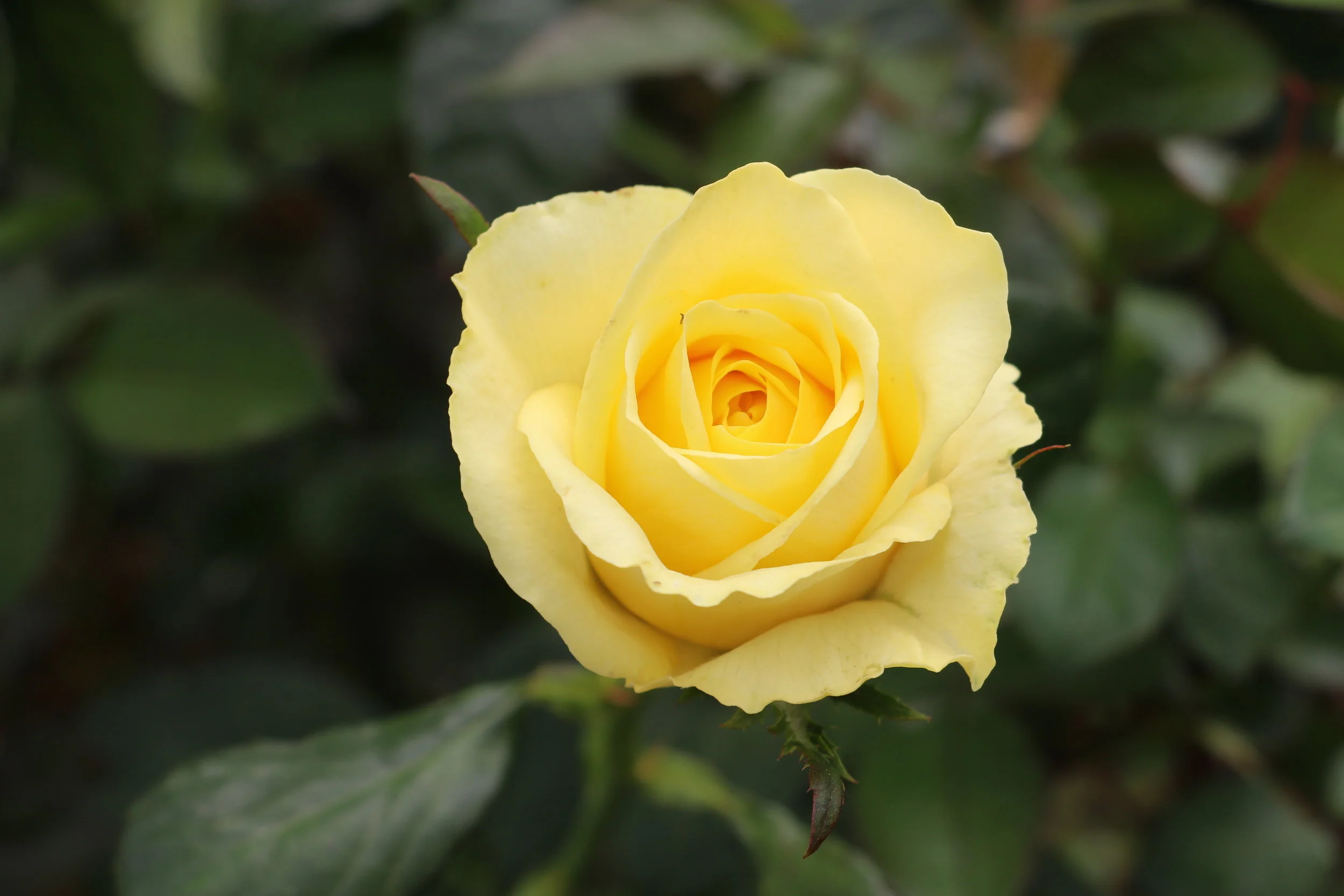 Products — Eufloria Flowers