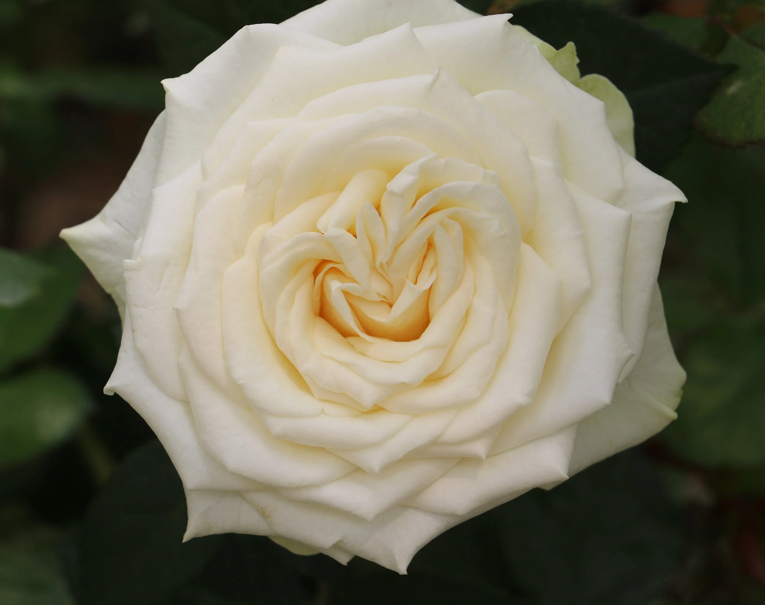 Romeo — Eufloria Flowers